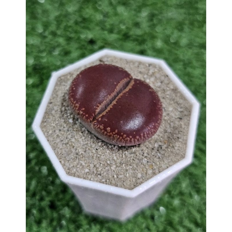 Lithops Full window aucampiae with pot soil 岛田绿光阳/岛田KO/屁屁生石花 | Shopee ...