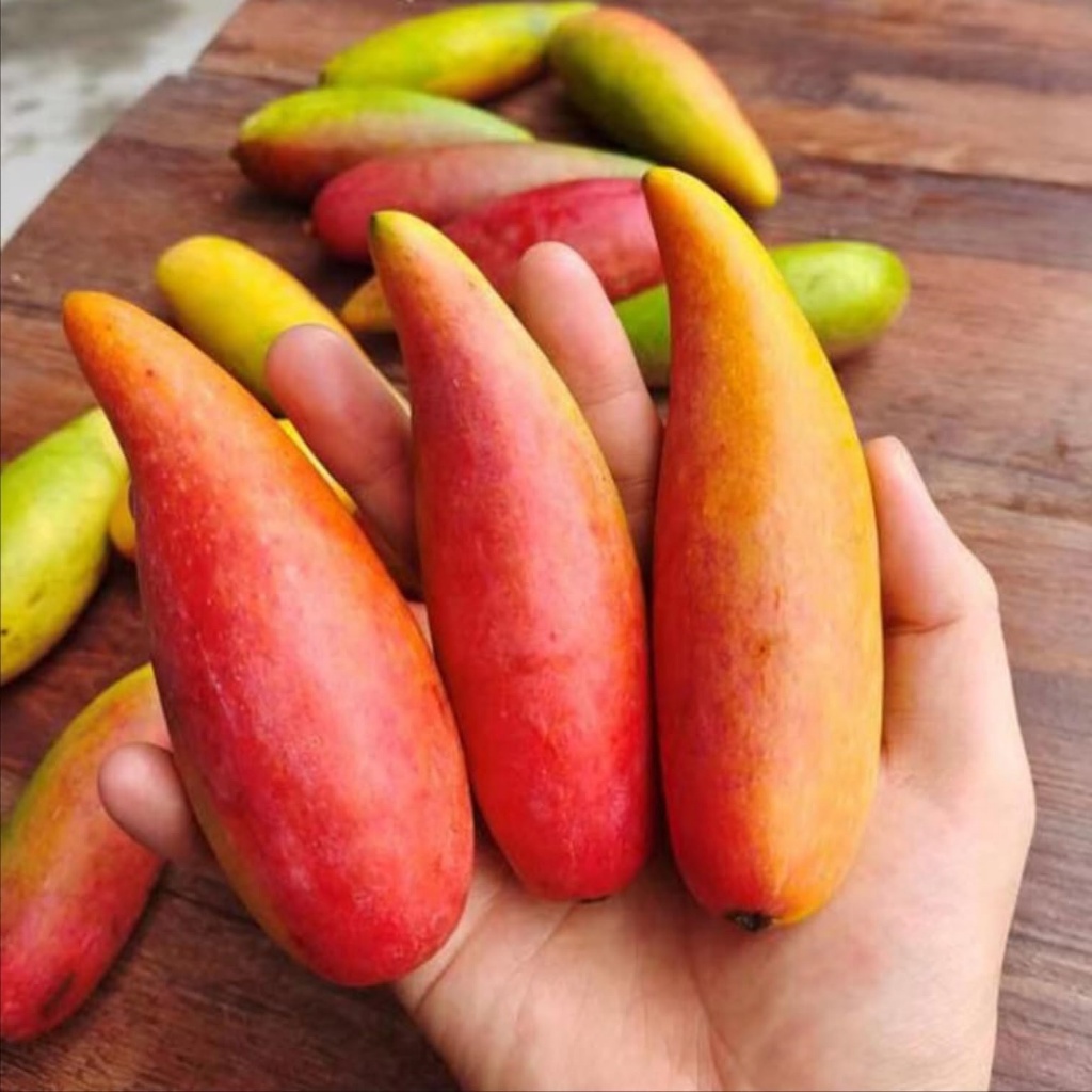 Anak Pokok Mangga Cili aka Cpeyare Chili Mango | Shopee Malaysia