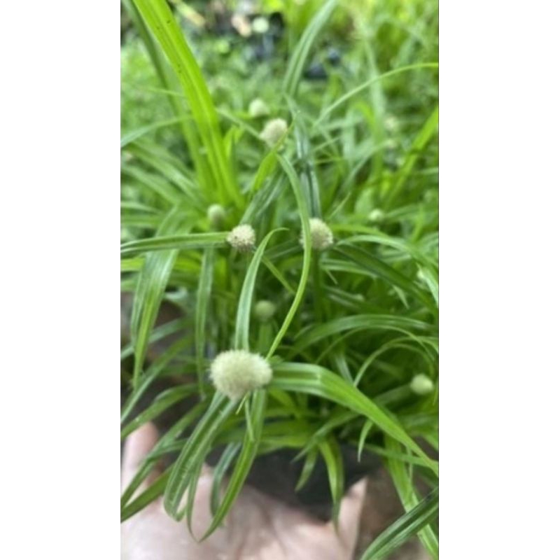 Pokok Rumput Helikopter Herba | Shopee Malaysia