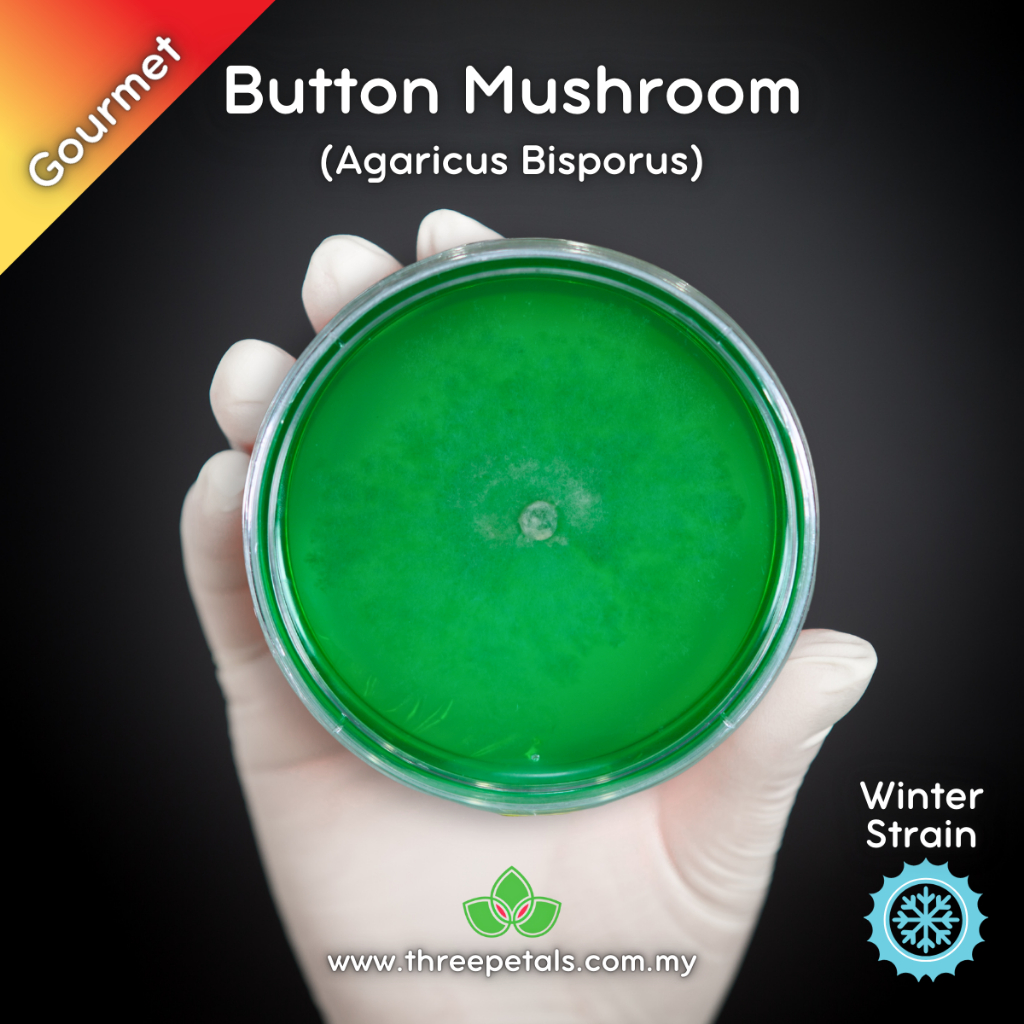 Button Mushroom (Agaricus Bisporus) Live Mycelium Mushroom Culture ...