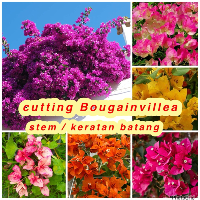 Cutting Bougainvillea / Choose colour / keratan Bunga Kertas ( 25cm ...