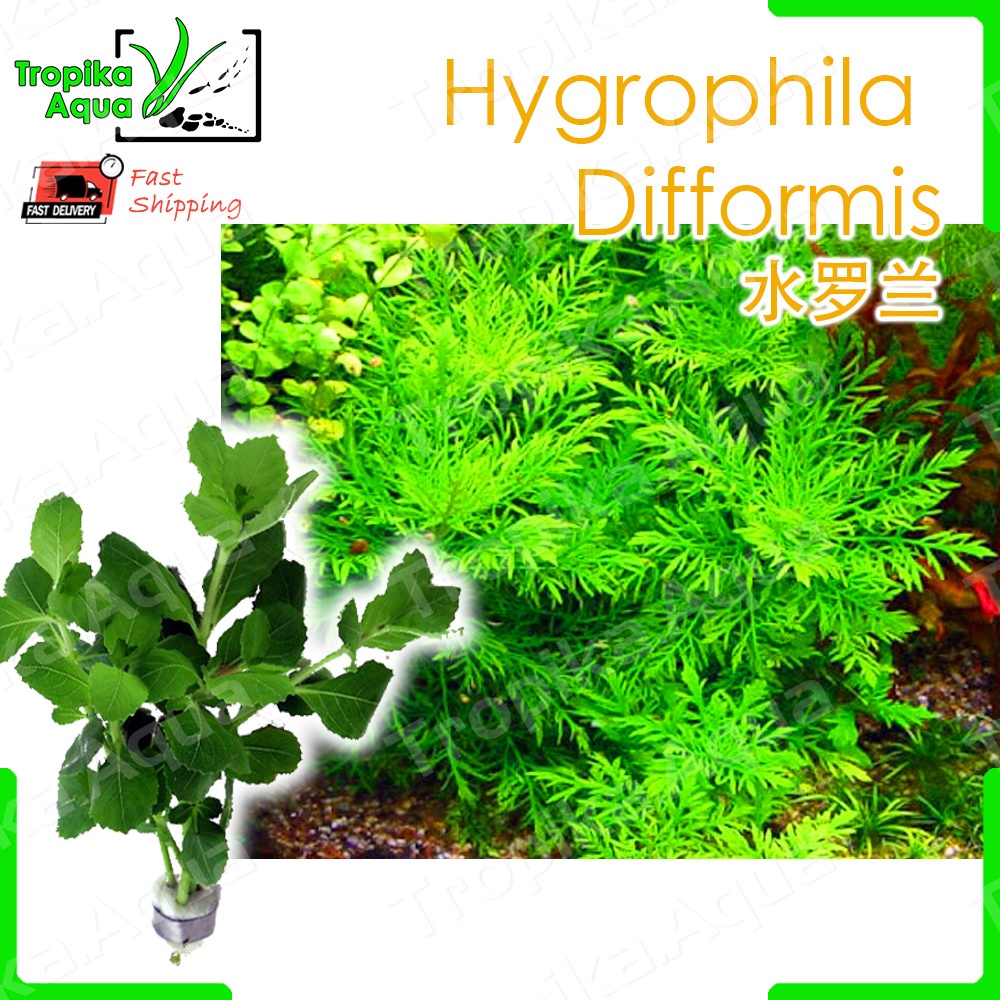 Hygrophila difformis (Water Wisteria) 水罗兰 - Aquarium aquatic plant ...