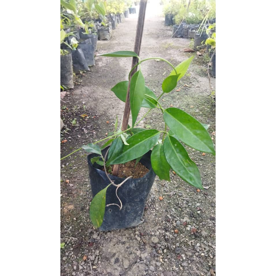 ANOR - Anak pokok kitam/pitam/sitam/Marsdenia tinctoria plant sapling ...