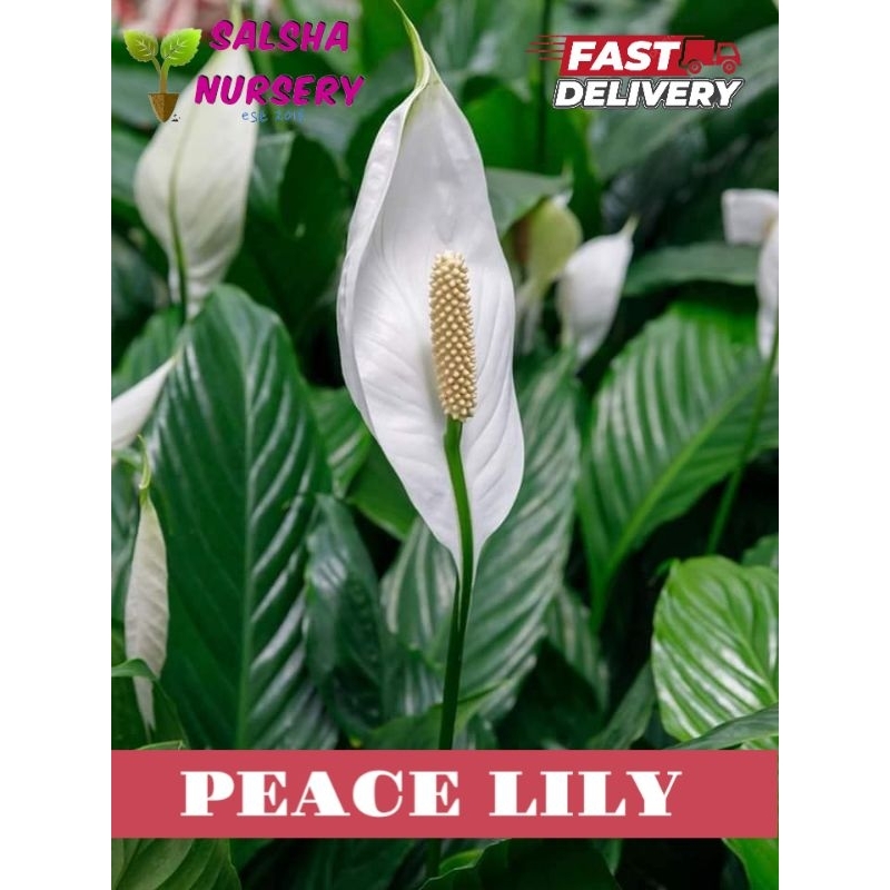 POKOK PEACE LILY pokok hiasan outdoor dan indoor | Shopee Malaysia