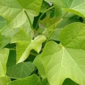 Anak pokok jarak payung (1 kaki] dlm poli, untuk perubatan traditional ...