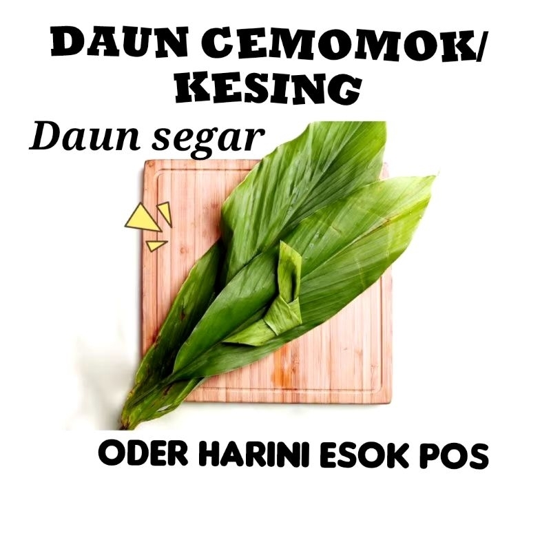 DAUN CEMOMOK/PIJAT/KESING /DAUN SeGAR | Shopee Malaysia