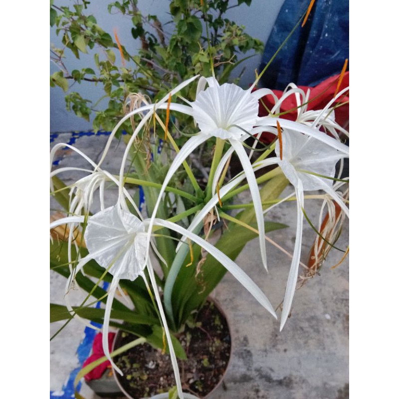 Anak Pokok Spider Lily Bunga Putih Outdoor Plant Spider lilly Plant ...