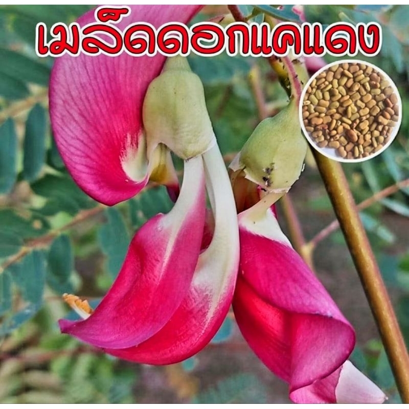 Sesbania Grandiflora(20 seeds)/Biji Benih Pokok Turi Mereh/Putih /Geti ...