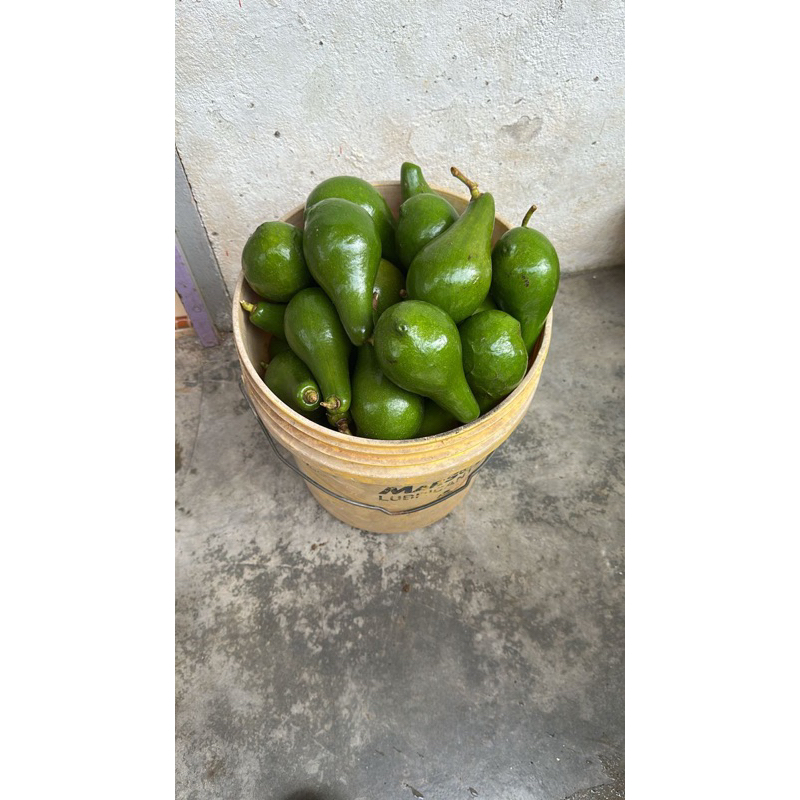 Avocados Cameron Highlands @RM21.00(2-4) | Shopee Malaysia
