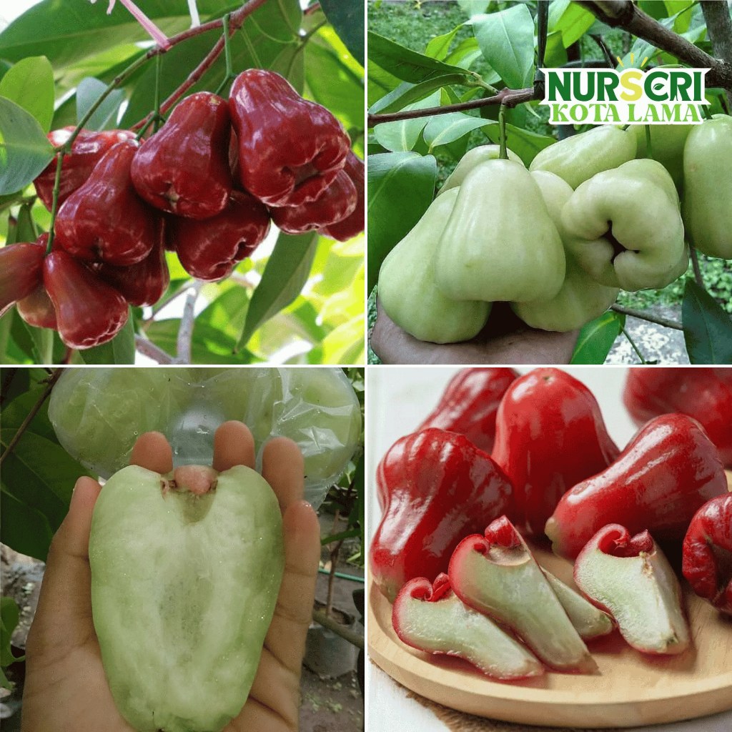 🔥HYBRID🔥 POKOK JAMBU AIR MADU THAI / Merah Hijau / Red Green / Water ...