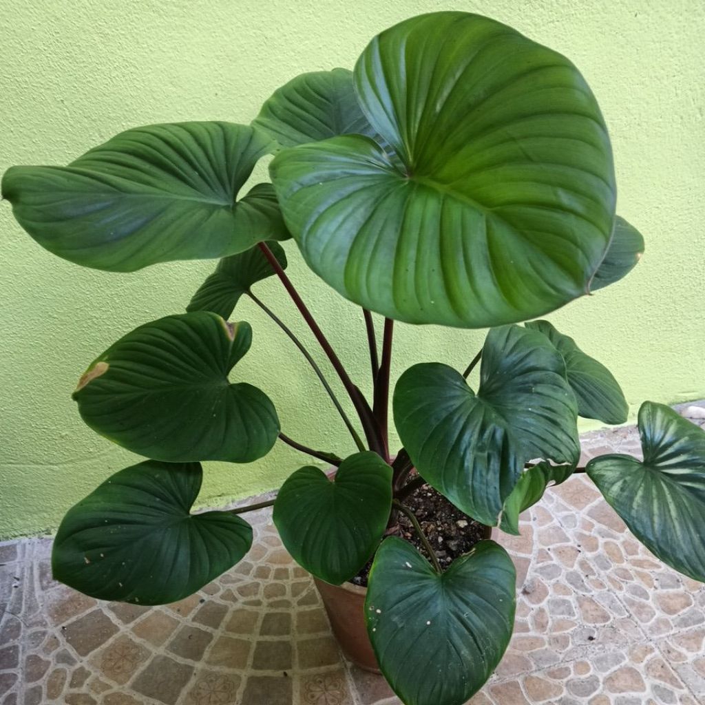 Anak pokok keladi kemoyang batang merah, anak pokok besar, real plants ...
