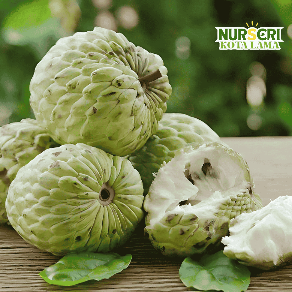 🔥HYBRID🔥 POKOK NONA SRI KAYA THAI (GRAFTED) / Sugar Apple Tree ...