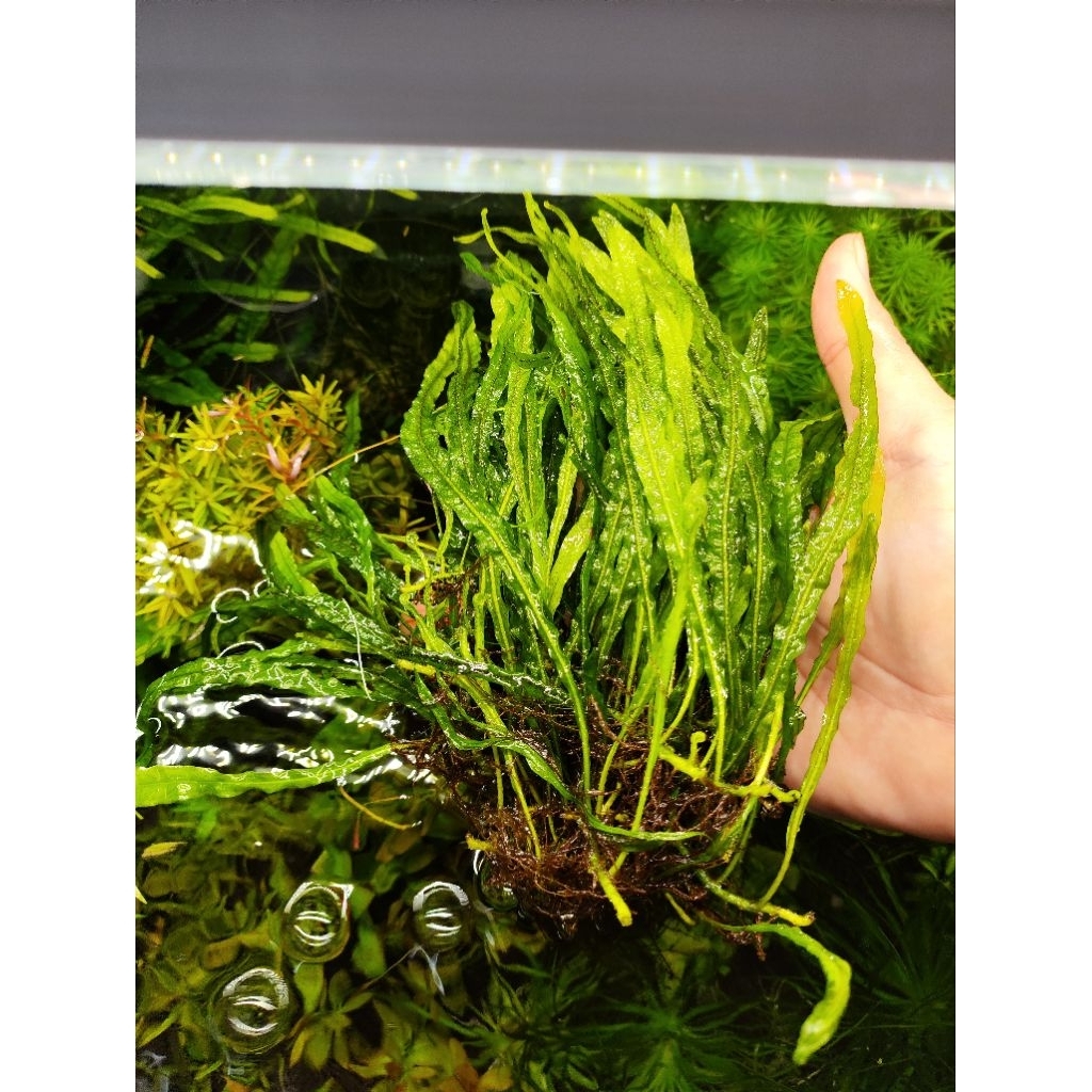 Microsorum Pteropus (Needle Leaf Fern) “15leaf+-，submerged”/aquatic ...