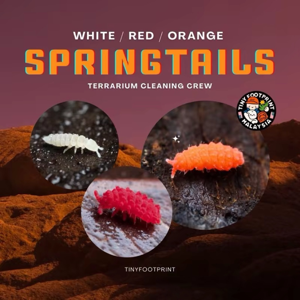 [NEW CUSTOMERS PLS READ DESCRIPTION] WHITE SPRINGTAILS, ORANGE ...