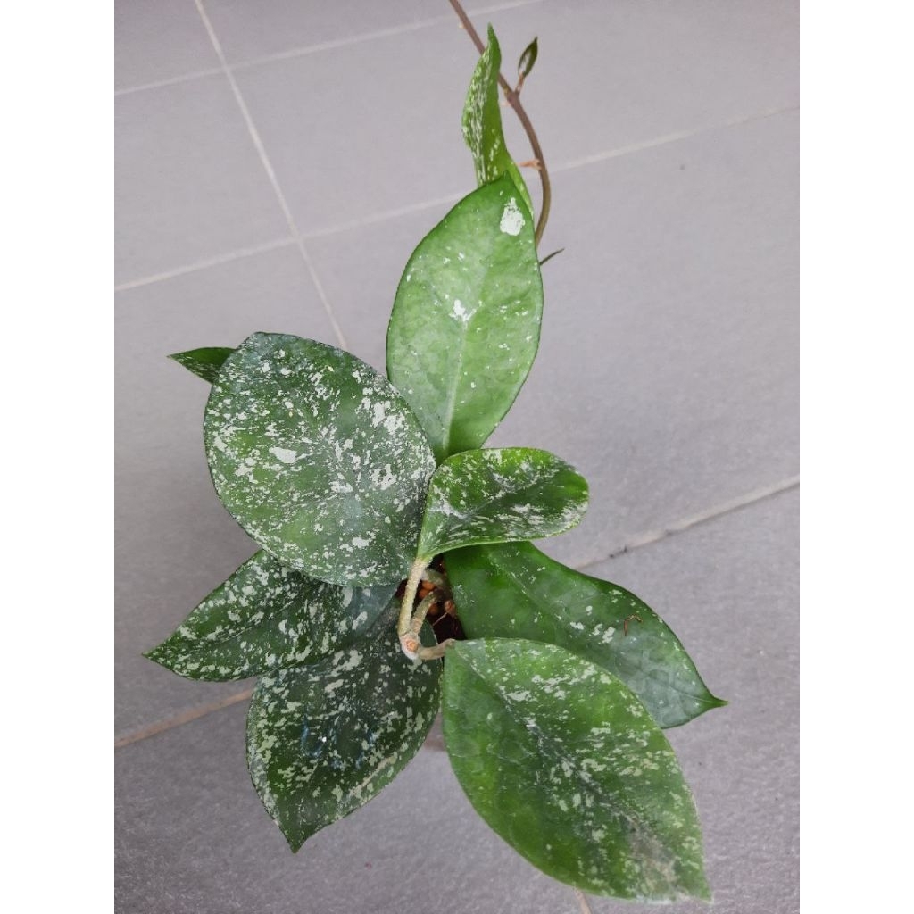 Hoya Carnosa Freckles Splash wax plant | Shopee Malaysia
