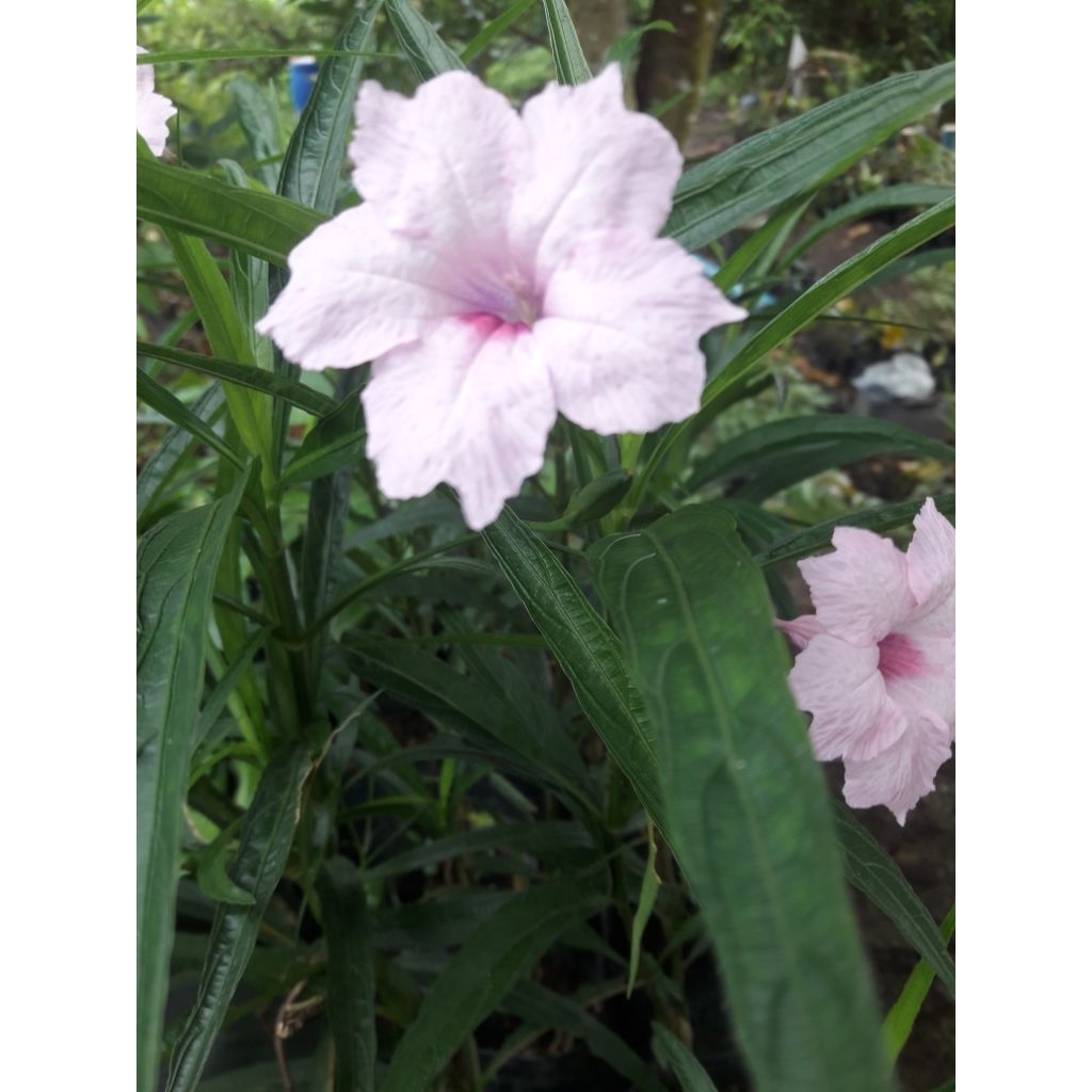 Anak pokok bunga Ruellia pink (polibag) | Shopee Malaysia