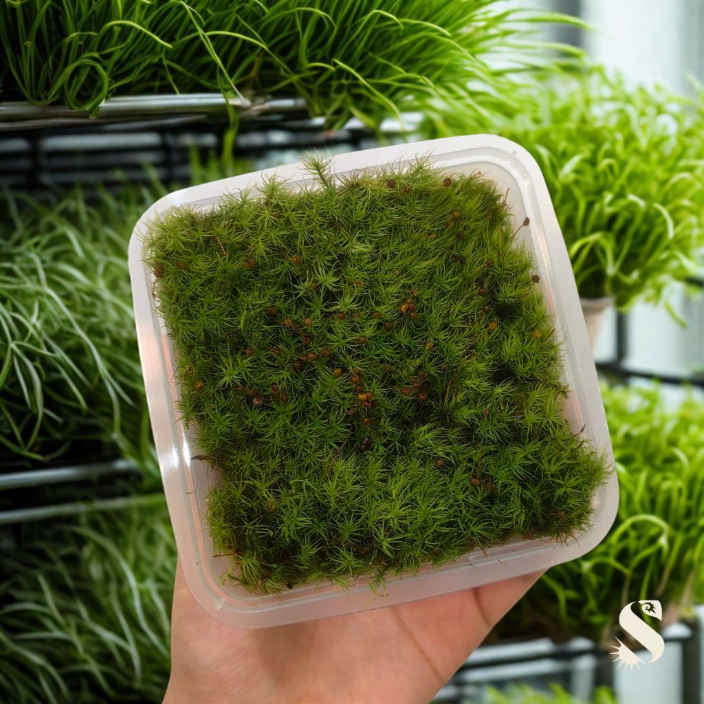 Rare Moss Apple Moss Bartramia Pomiformis, Terrarium Moss, Paludarium ...