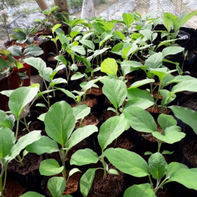 Anak pokok Terung Putih / ungu / hijau / pipit | Shopee Malaysia
