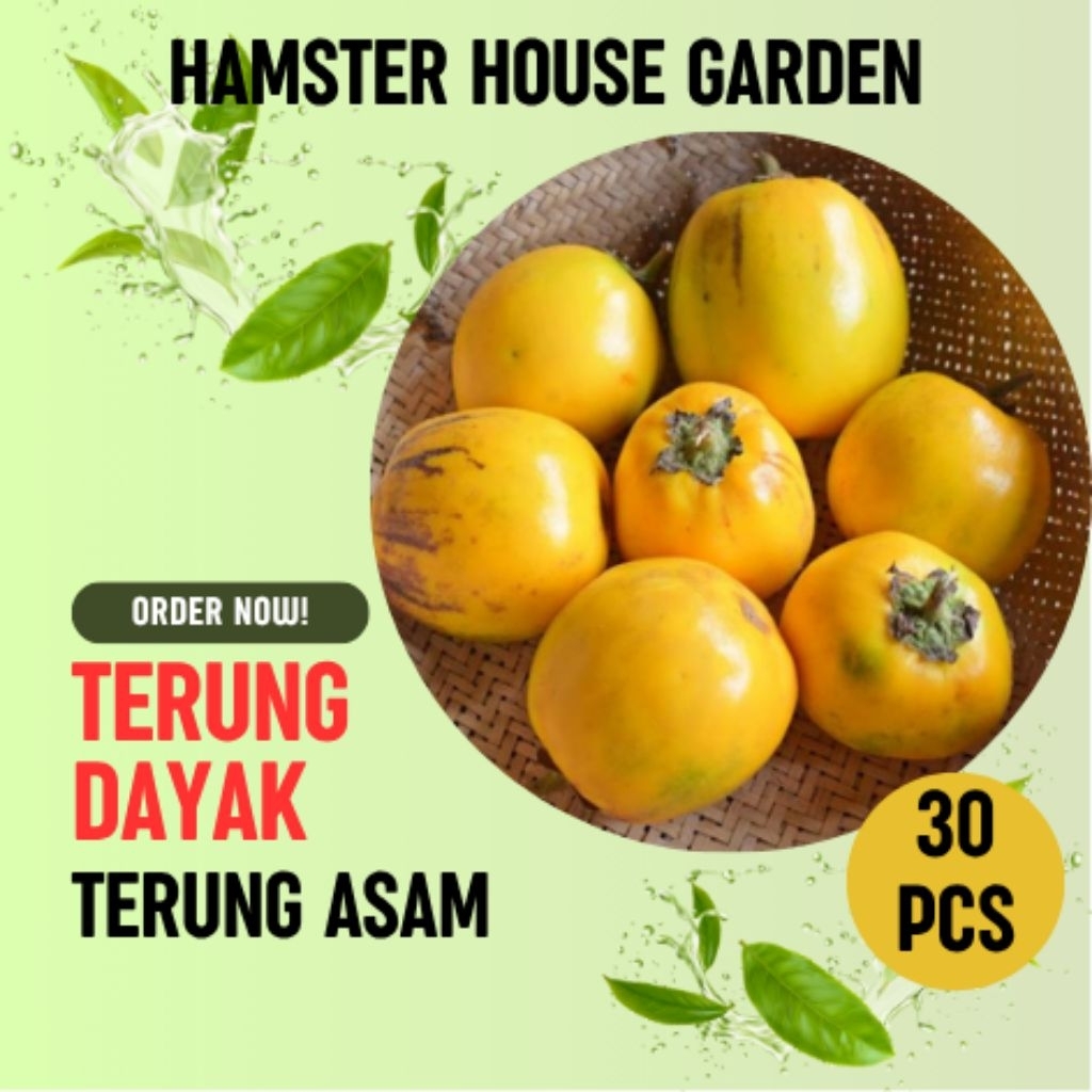 HSK [30pc] TERUNG ASAM SARAWAK TERUNG DAYAK TERUNG IBAN EGGPLANT SEED ...