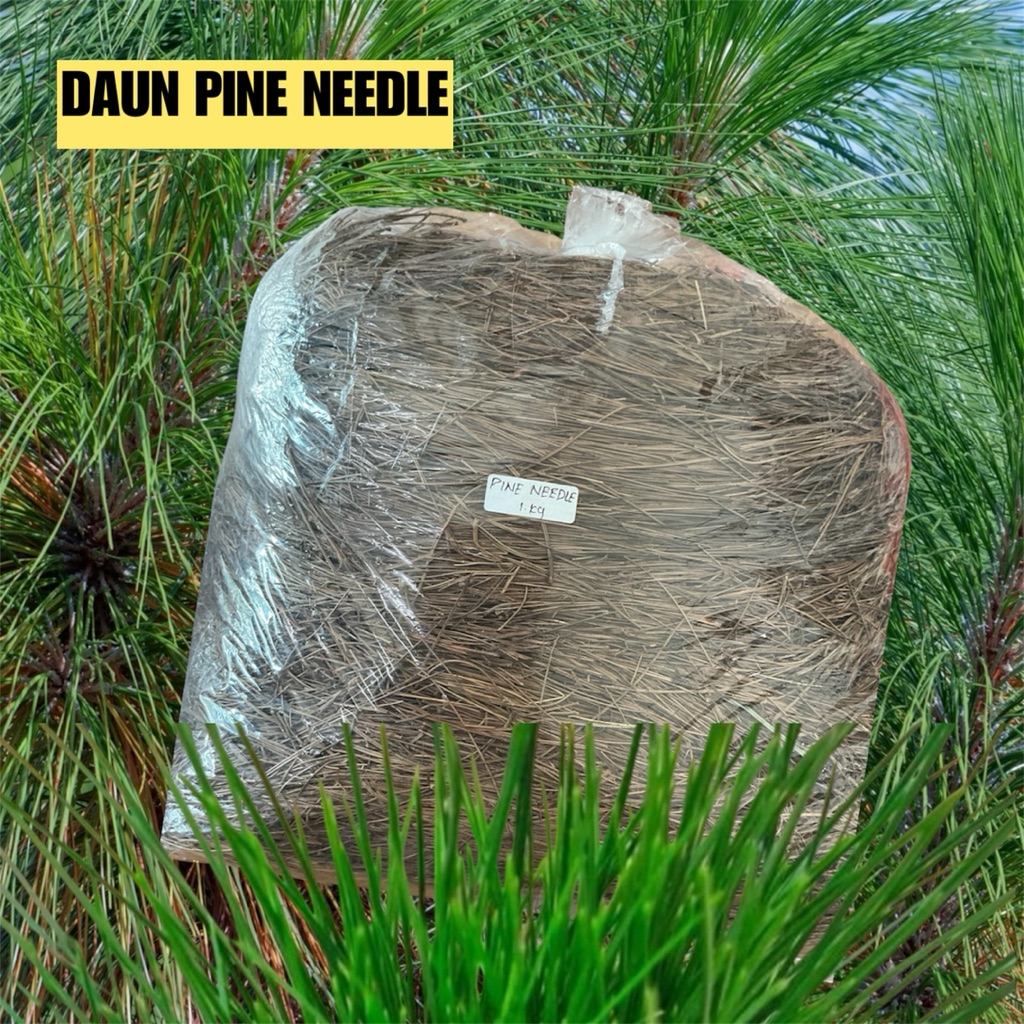 DAUN PINE NEEDLE /JARUM PINE kering 100g | Shopee Malaysia