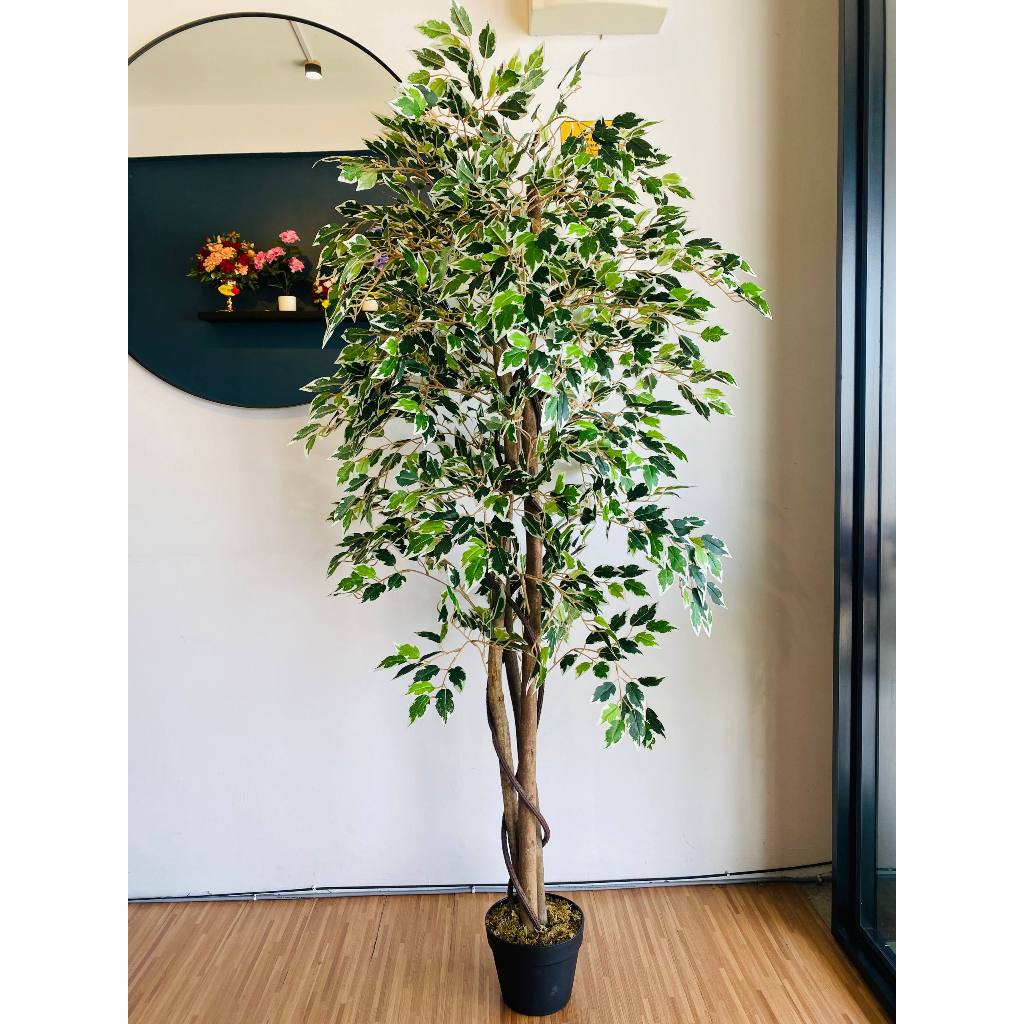 Premium Ficus Banyan Hijau Putih Tree Variegated Leaves Fejka ...