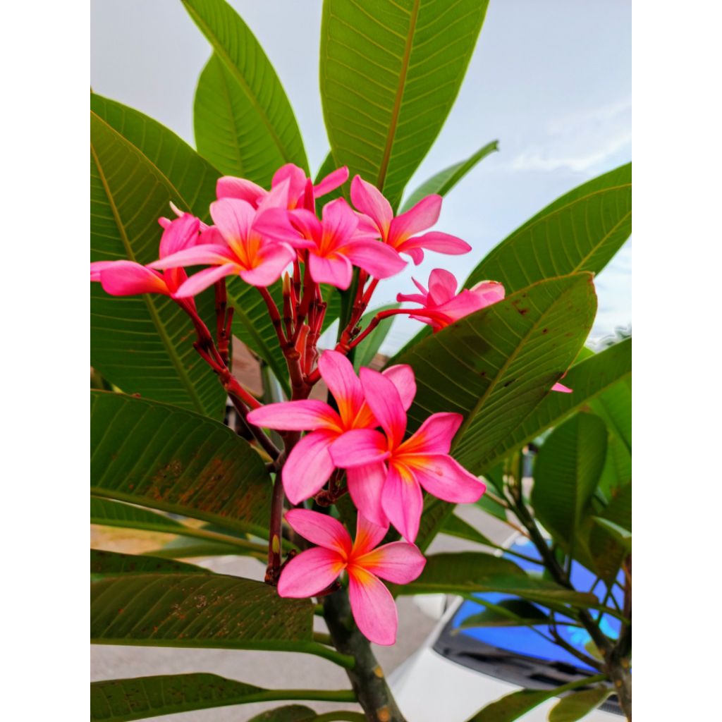 Pokok Bunga Kemboja ( Frangipani / Plumeria ) | Shopee Malaysia