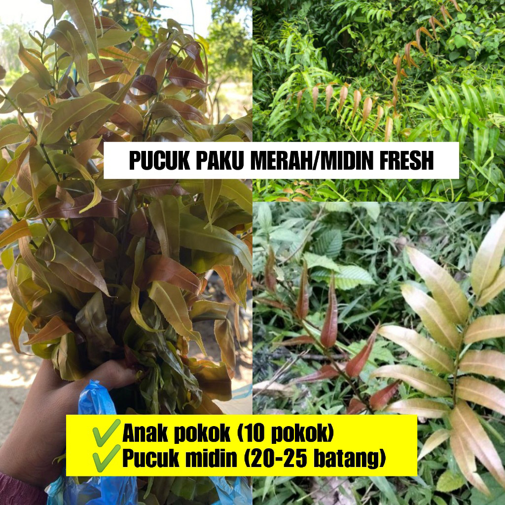 🔥ORDER BARU PETIK🔥PUCUK / ANAK PUCUK PAKU MERAH MIDIN FRESH | Shopee ...