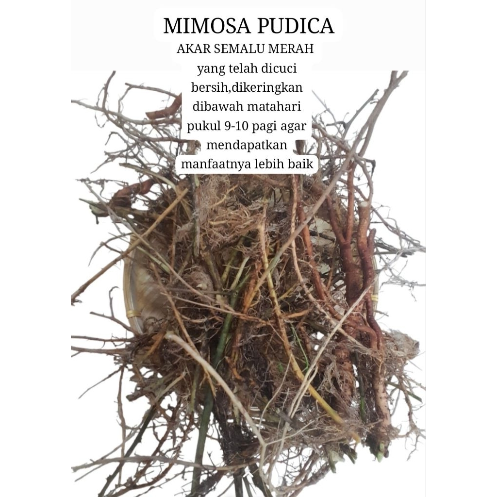 Daun tea semalu,akar semalu(500gram)misosa pudica/puteri malu | Shopee ...