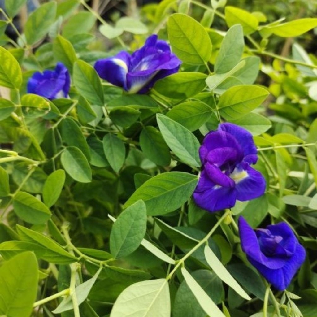 HSK [20pc] BIJI BENIH BUNGA TELANG BIRU 2 LAPIS BERLAPIS CLITORIA ...