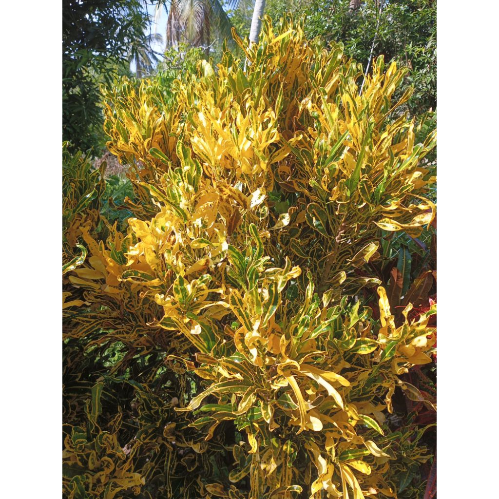 Pokok Puding Keropok Kuning Saiz Induk Pokok Rimbun. | Shopee Malaysia