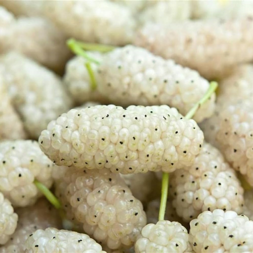 Anak Pokok Korean White Pearl Mulberry (Morus Alba) | Shopee Malaysia