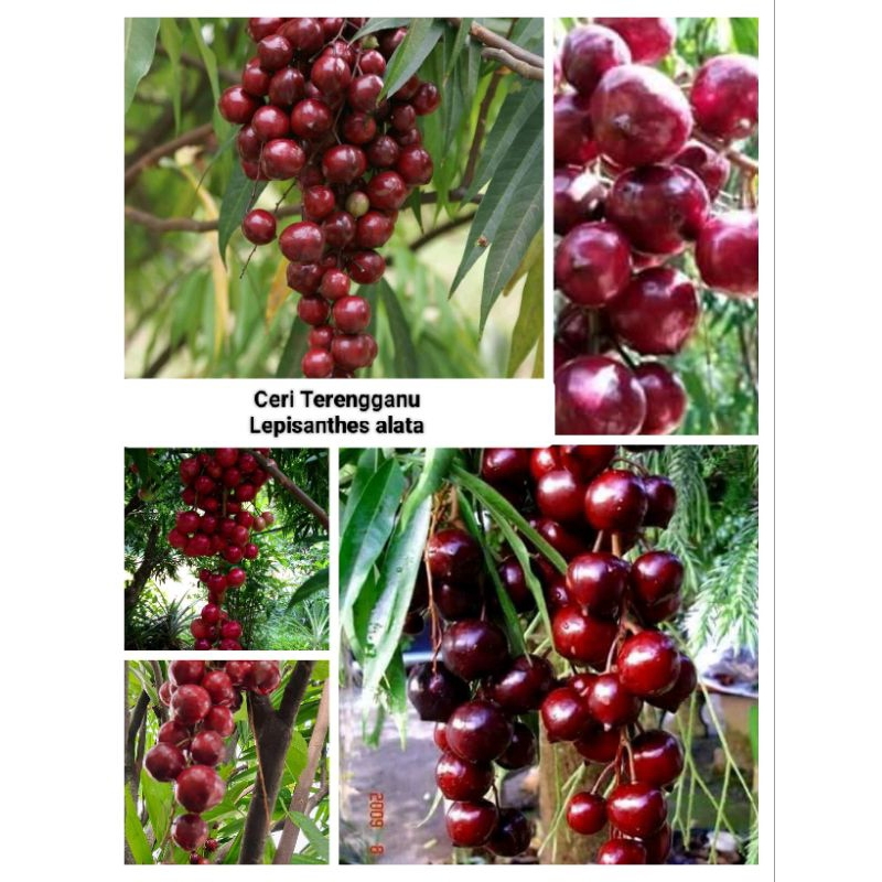 KKB Pokok Ceri Terengganu, Johore Tree, Blimbing Cina, Lepisanthes ...