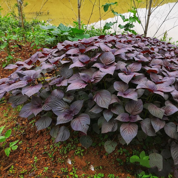 100 pcs Benih Daun Perilla Ungu / Purple Shiso Seeds / 紫苏叶子 | Shopee ...