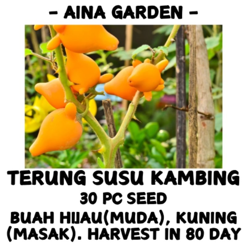 HSK [30pc] 🐏TERUNG SUSU KAMBING🐏 | NIPPLE FRUIT TILTY FRUIT | BIJI ...