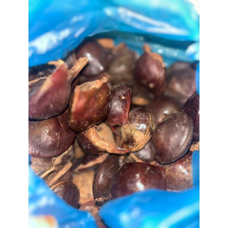 Jering muda Kampung Jengkol muda | Shopee Malaysia