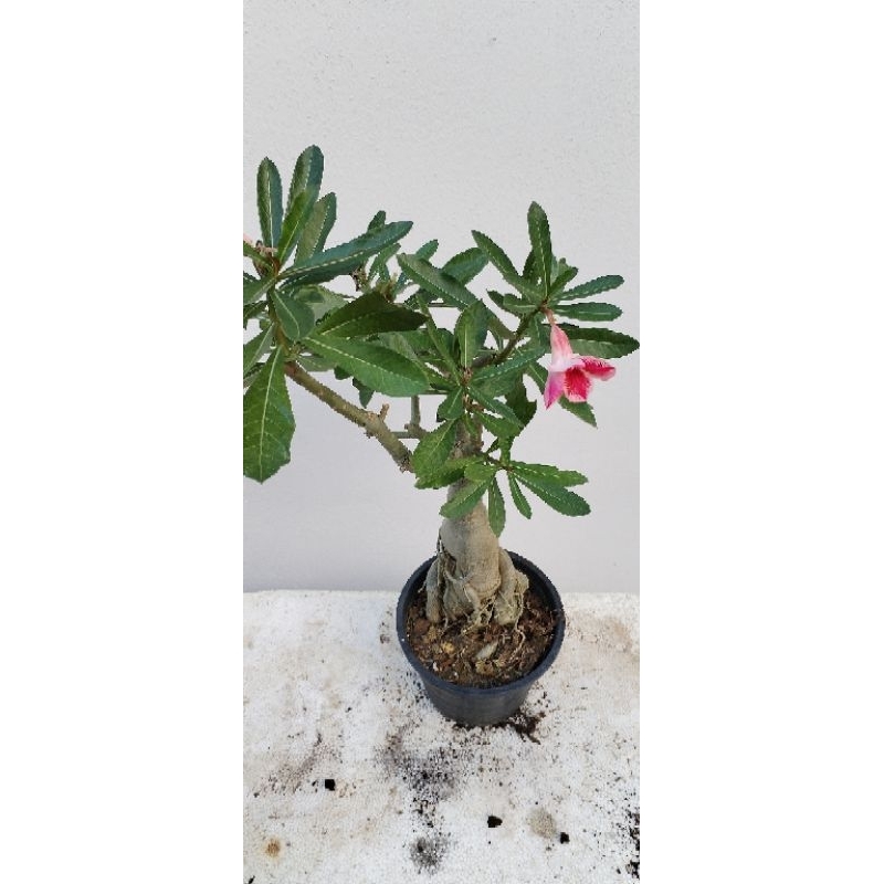 POKOK BUNGA KEMBOJA ADENIUM | Shopee Malaysia