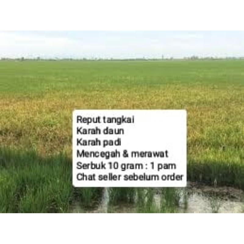 Karah daun karah padi reput tangkai | Shopee Malaysia
