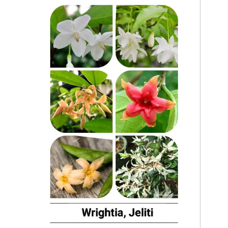 KKB Jeliti, Santalia, Water Jasmine, Wrightia Religiosa, Wrightia ...