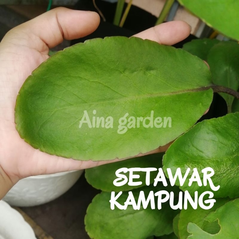 HSK [5pc] DAUN SETAWAR KAMPUNG/SETAWAR UBAT/KALANCHOE LEAVE | Shopee ...