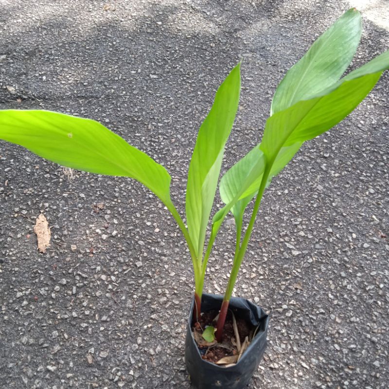 Ka Chai/ Finger root rhyzome/ Boesenbergia rotunda live plant 泰国手指根苗 ...