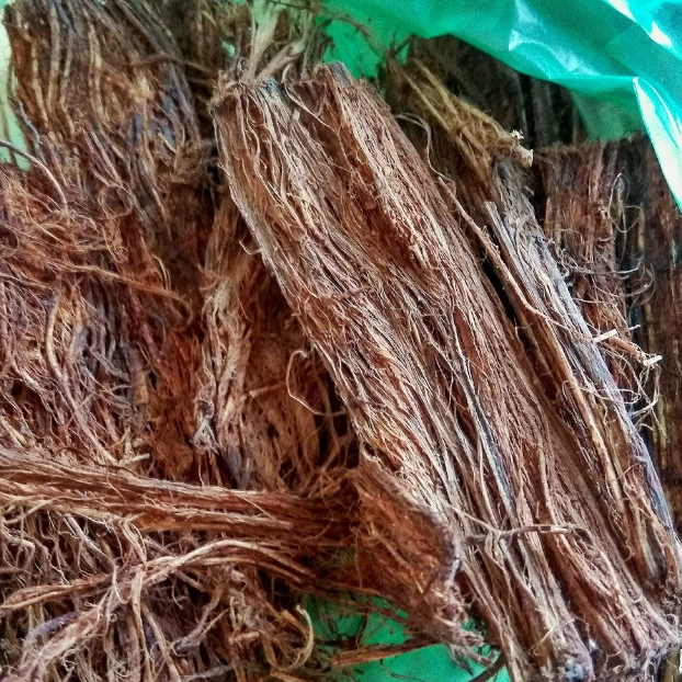 10 IKAT AKAR BELURU AKAR SINTOK UBAT TRADISIONAL RAWAT PENYAKIT KULIT ...