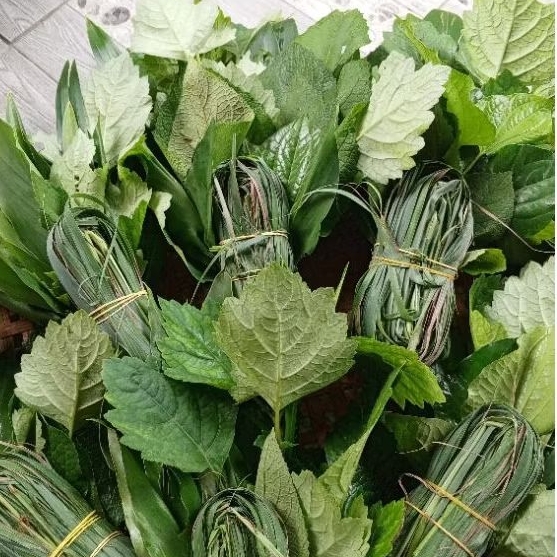 Mandian Herba Berpantang/ Daun Teresak Fresh / Herba Sauna/ Daun Serom ...