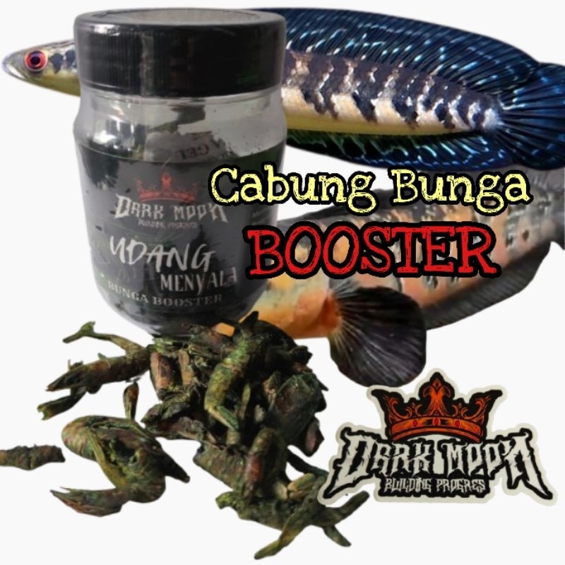 UDANG MENYALA Booster Cabung Bunga Channa Maru dan Ikan Predator ...
