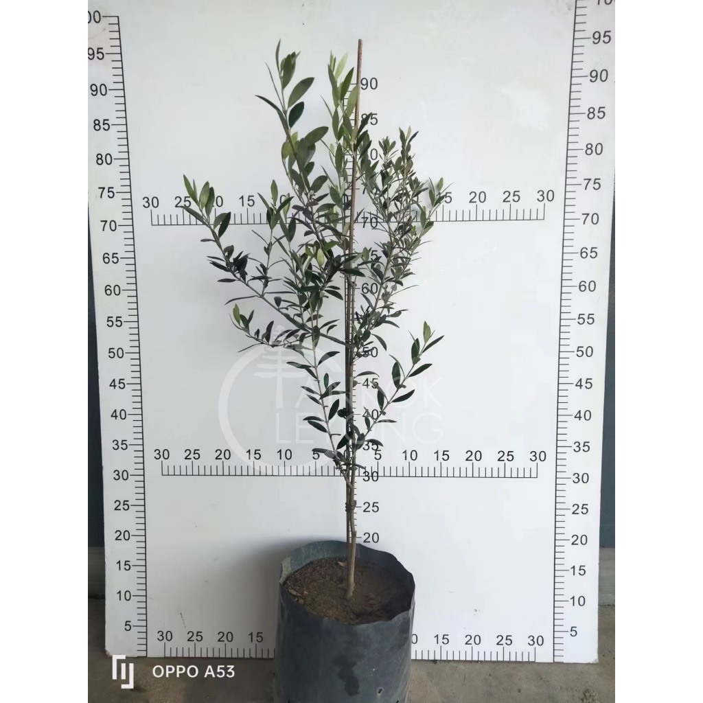 TKL - Outdoor Olea Europaea Pokok Zaitun Slim Type (Polybag 12x12) 70-80cm (Olive Tree) 橄榄树【中苗款 ...