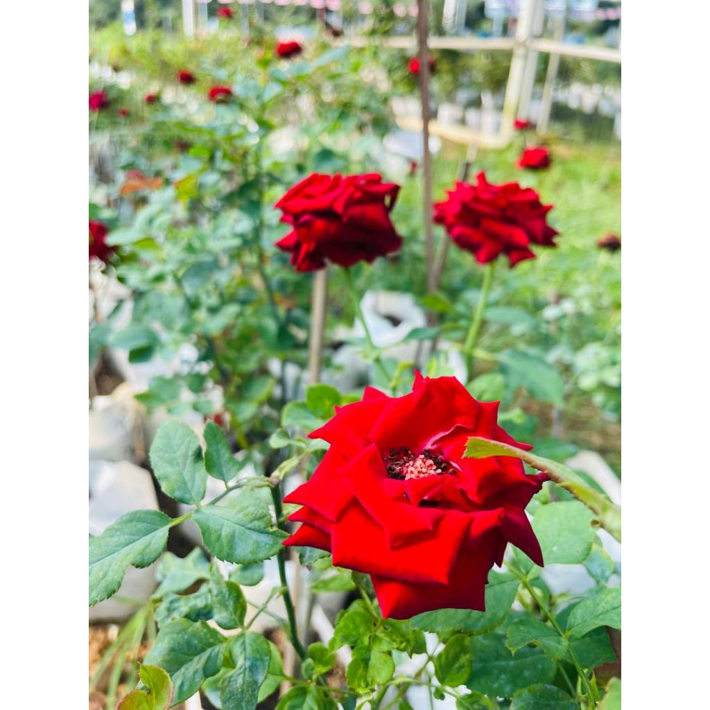 Pokok Bunga Ros Thai /Kampung Tahan Lasak Dan Panas Murah | Shopee Malaysia