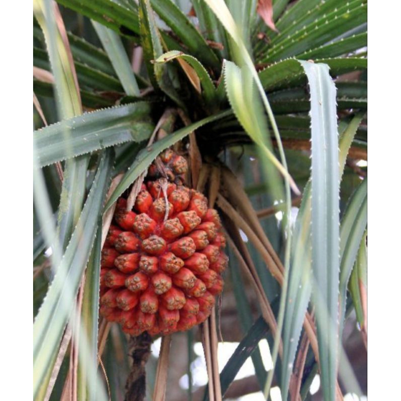 Pokok Pandan Laut / Pandanus tectorius | Shopee Malaysia