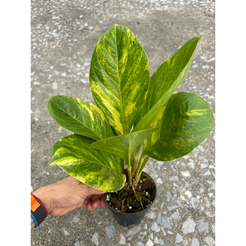 Anthurium Jenmani Variegated (Mangkok Tornado) | Shopee Malaysia