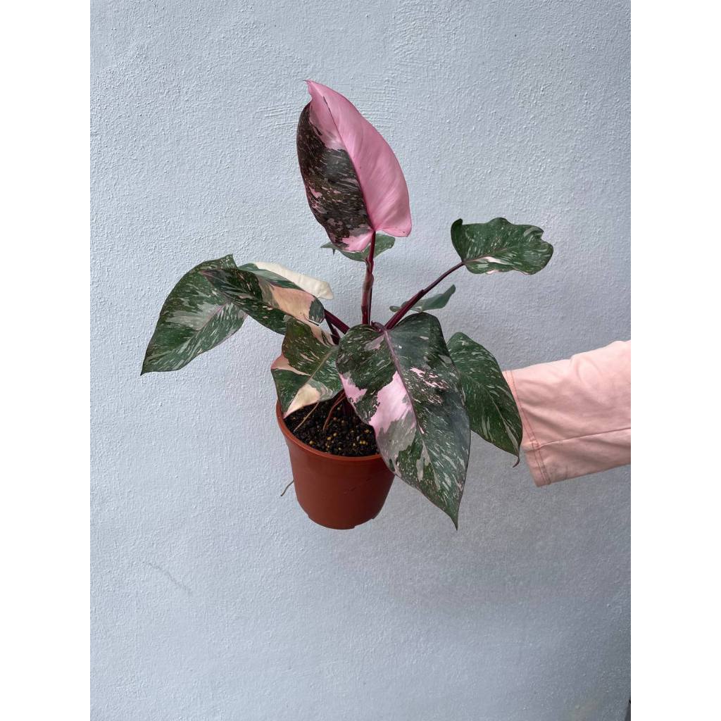 Philodendron Pink Princess Marble - Aroid Live Indoor Plant Pokok ...