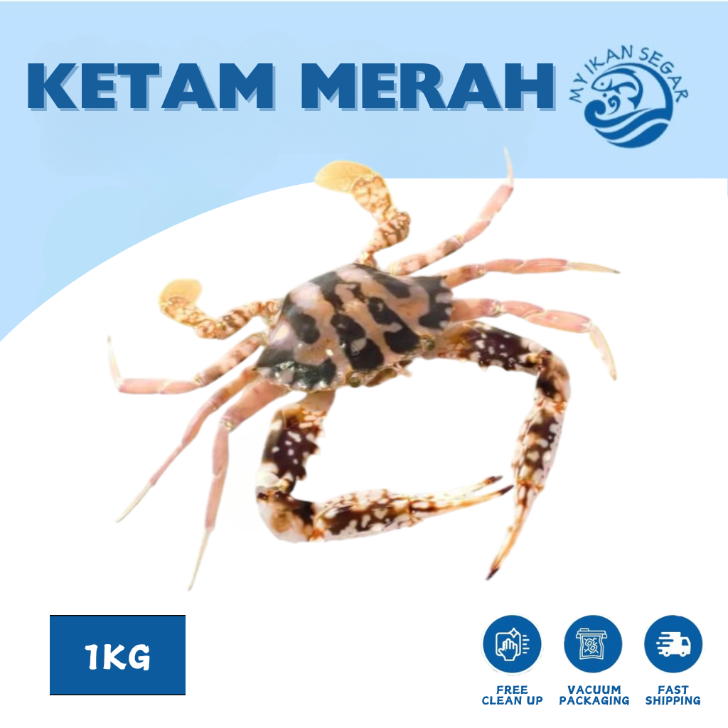 KETAM MERAH 1KG S/M/L SIZE ( SIAP SIANG & CUCI) KETAM SEGAR KETAM FRESH ...