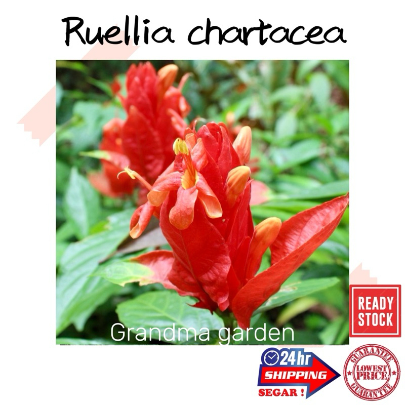 (GG REAL PLANT) Ruellia chartacea ^ peruvian wild petunia bunga merah ...